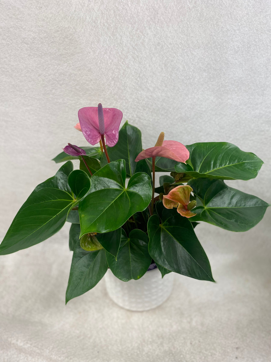 Anthurium in Decorative Pot – Minter Country Garden